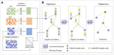 Frontiers | Molecular Subtyping of Cancer Based on Robust Graph Neural Network and Multi-Omics ...